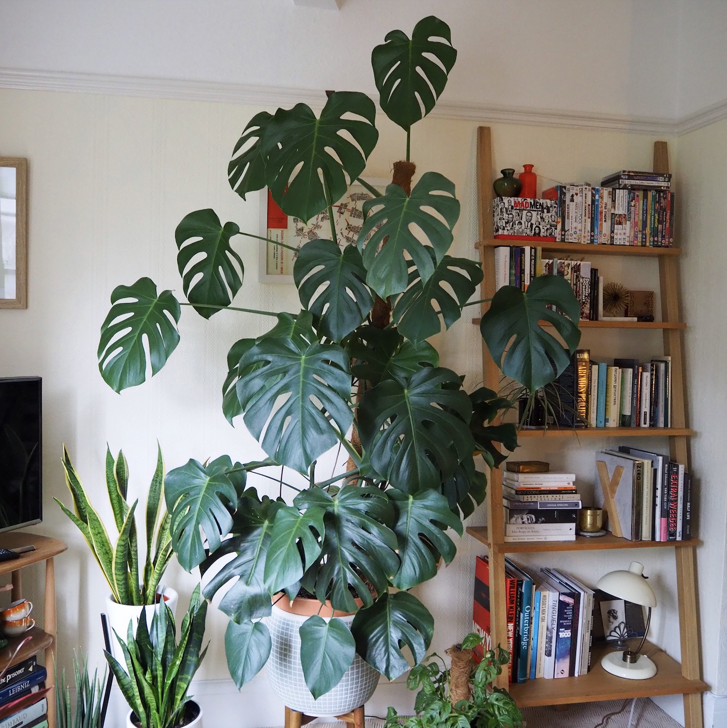 Plant progress: 5 years with my Monstera – HOUSE PLANT HOUSE