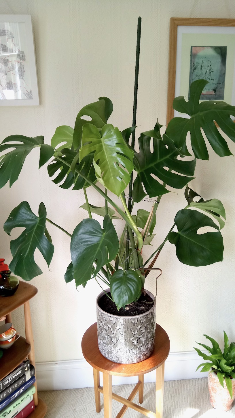 Plant progress: 5 years with my Monstera – HOUSE PLANT HOUSE