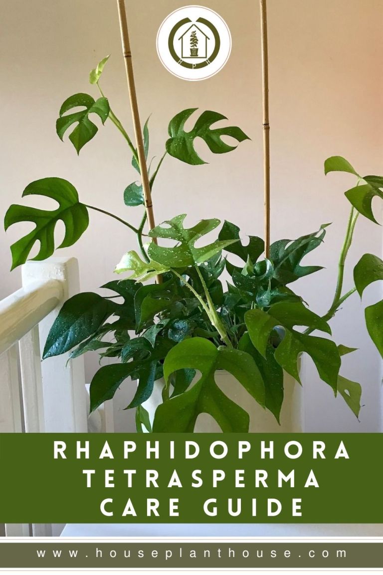 Rhaphidophora tetrasperma Care Guide – HOUSE PLANT HOUSE