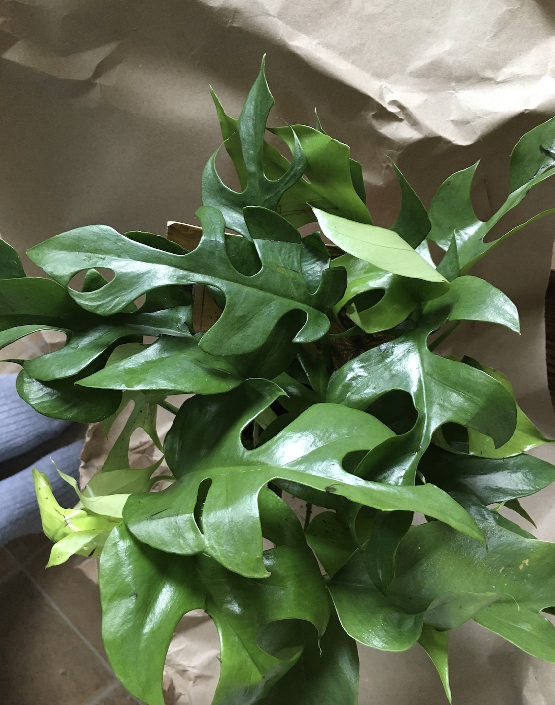 Rhaphidophora tetrasperma Care Guide – HOUSE PLANT HOUSE