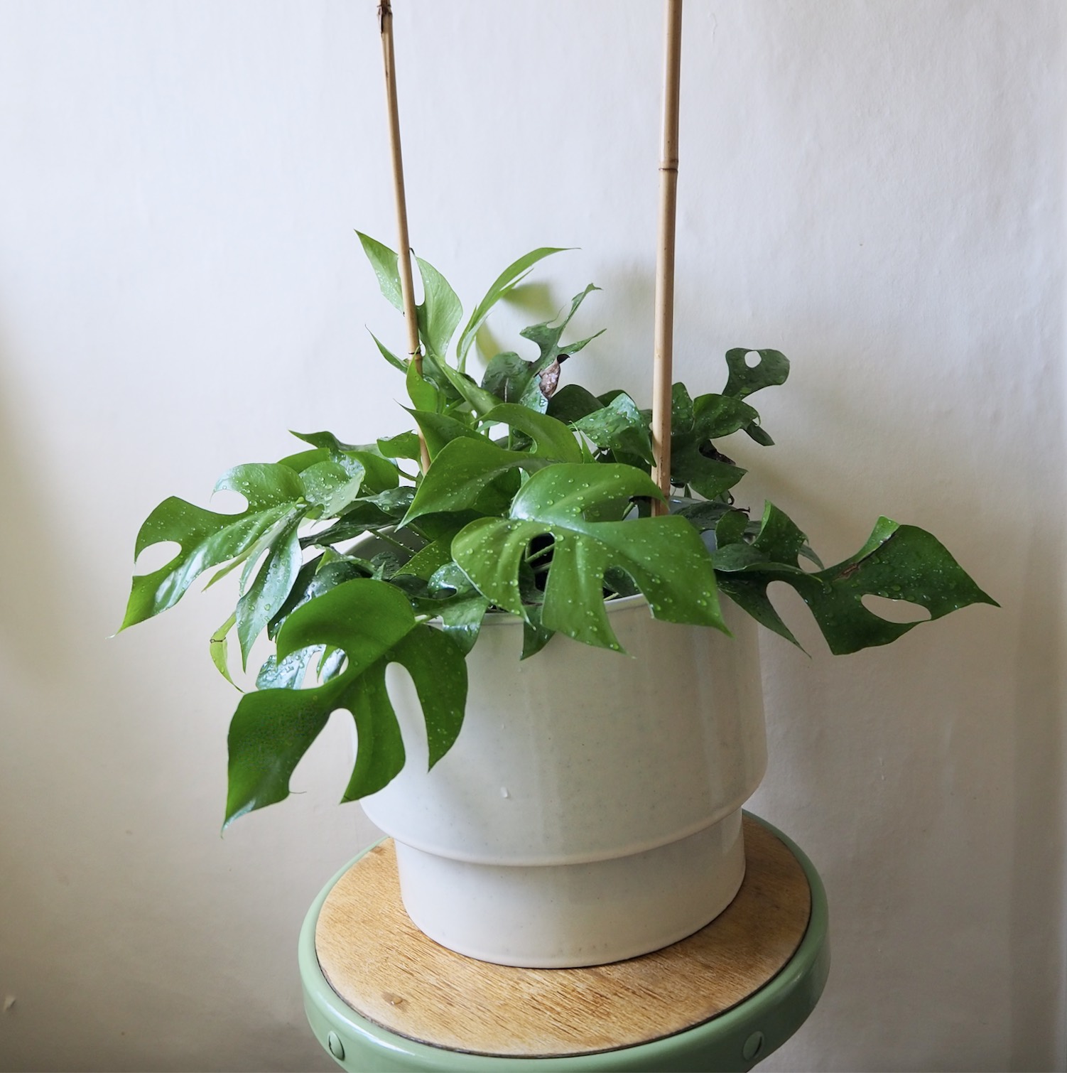 Rhaphidophora tetrasperma Care Guide – HOUSE PLANT HOUSE