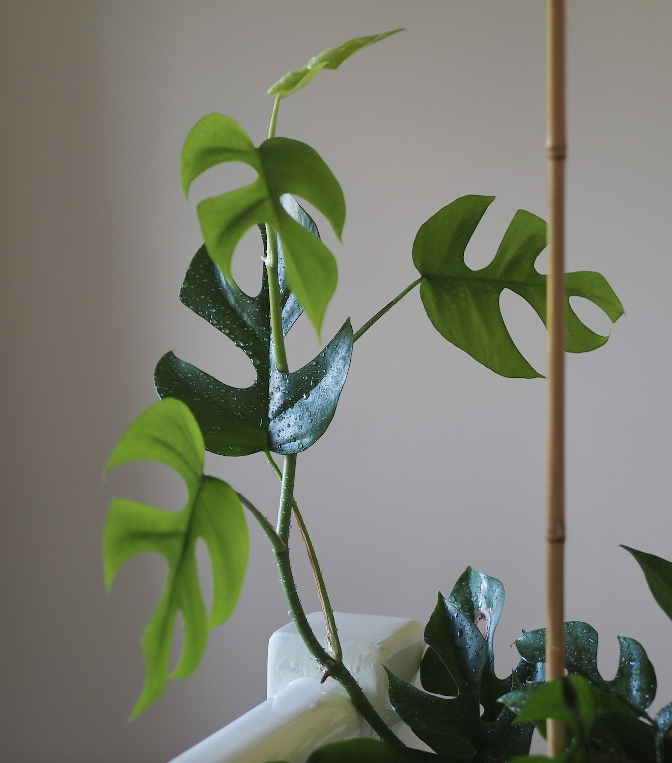 Rhaphidophora tetrasperma Care Guide – HOUSE PLANT HOUSE