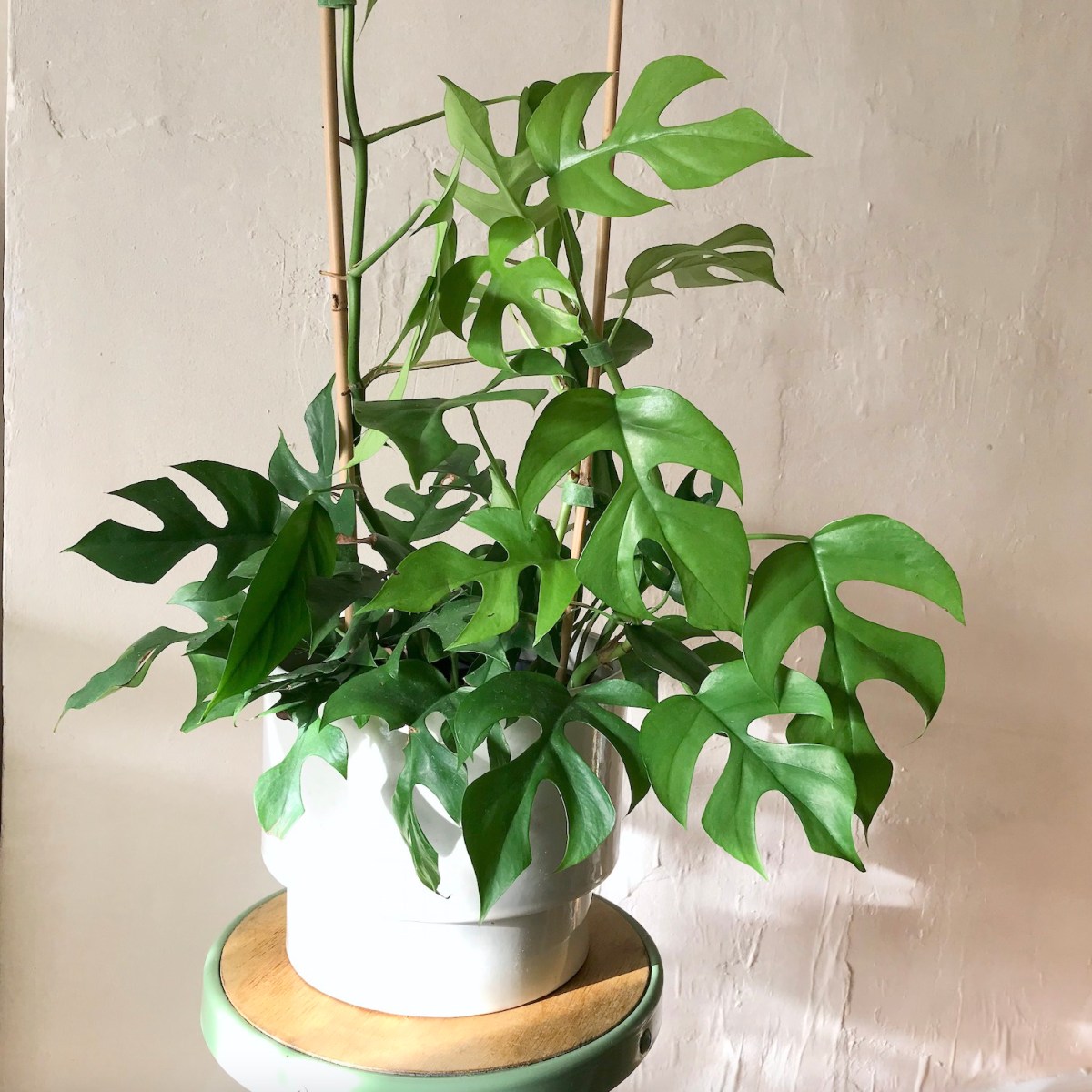 Rhaphidophora tetrasperma Care Guide – HOUSE PLANT HOUSE