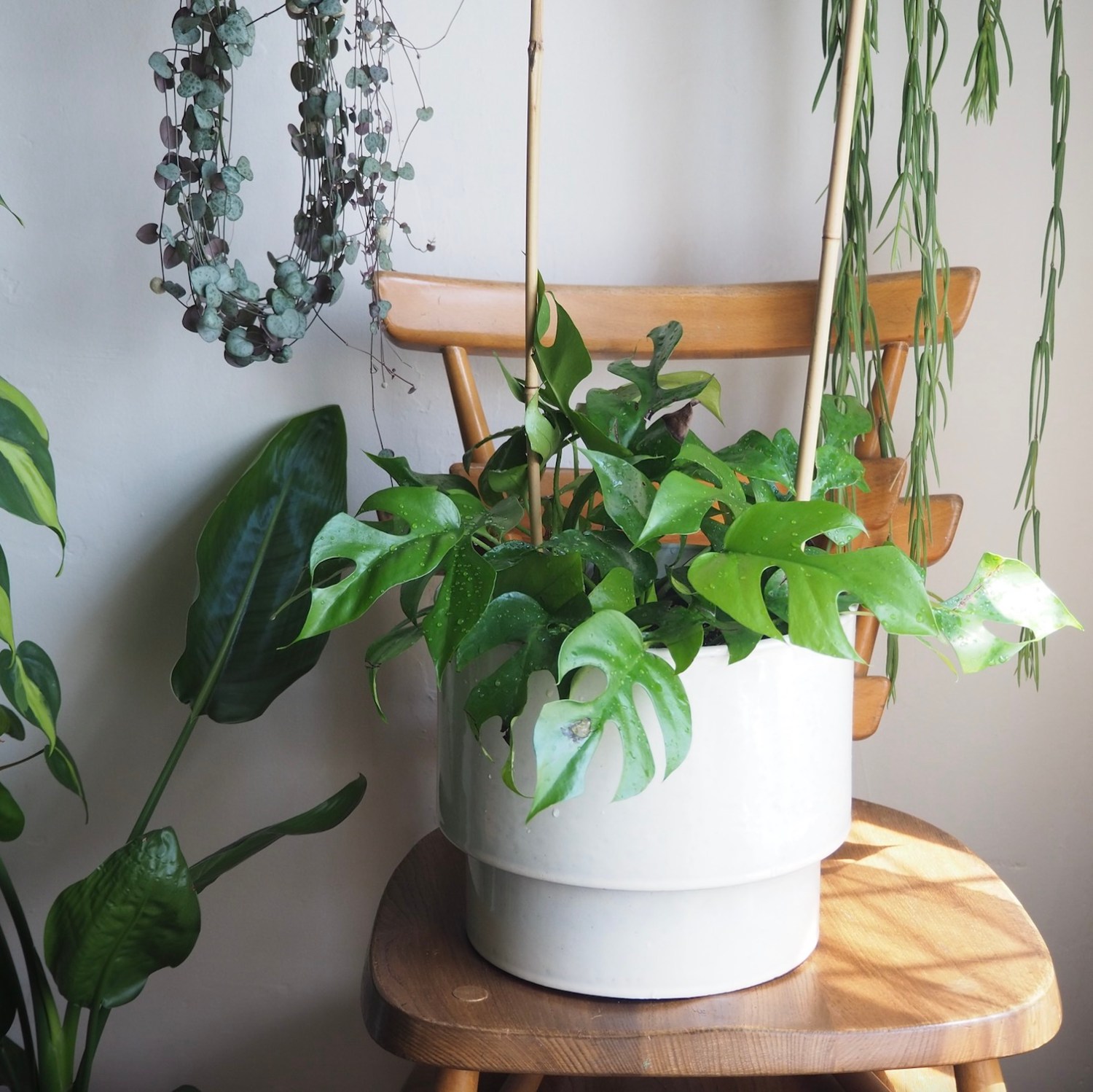 Rhaphidophora tetrasperma Care Guide – HOUSE PLANT HOUSE