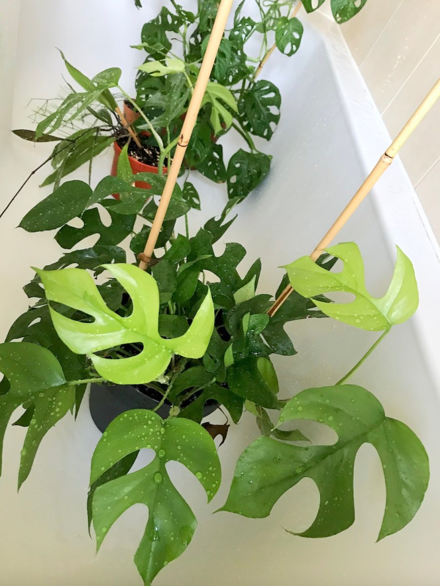Rhaphidophora tetrasperma Care Guide – HOUSE PLANT HOUSE