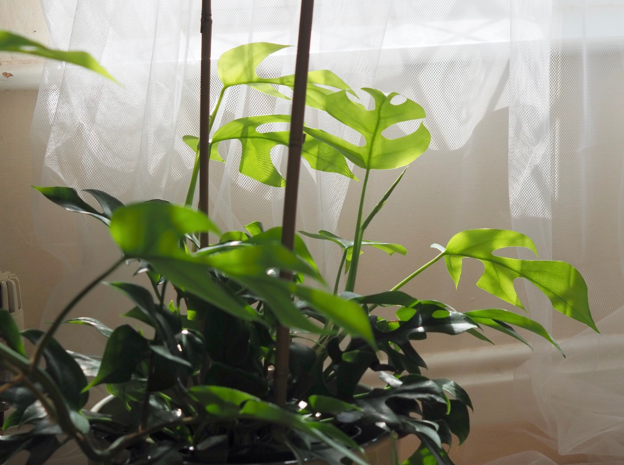 Rhaphidophora tetrasperma Care Guide – HOUSE PLANT HOUSE