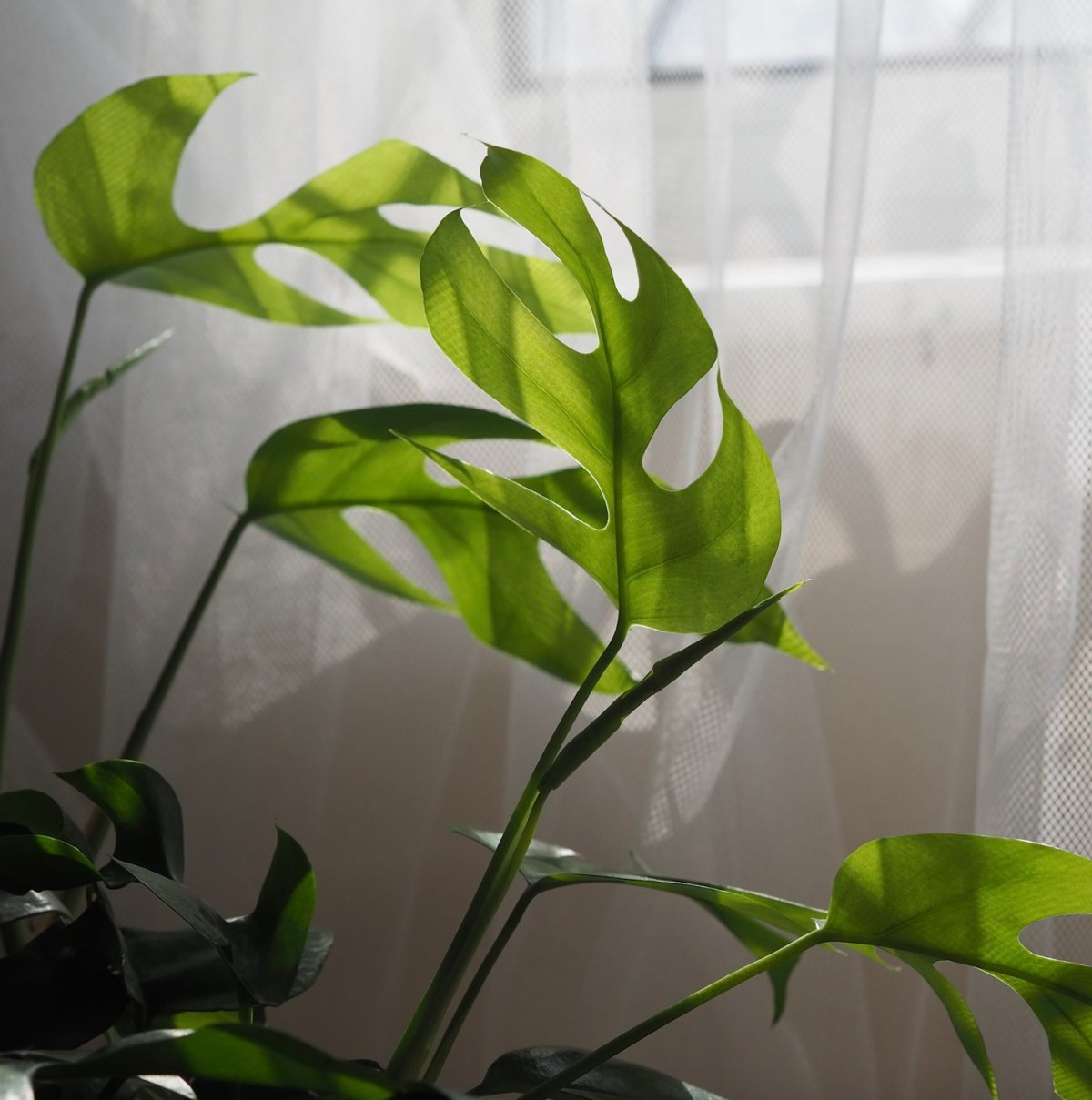Rhaphidophora tetrasperma Care Guide – HOUSE PLANT HOUSE