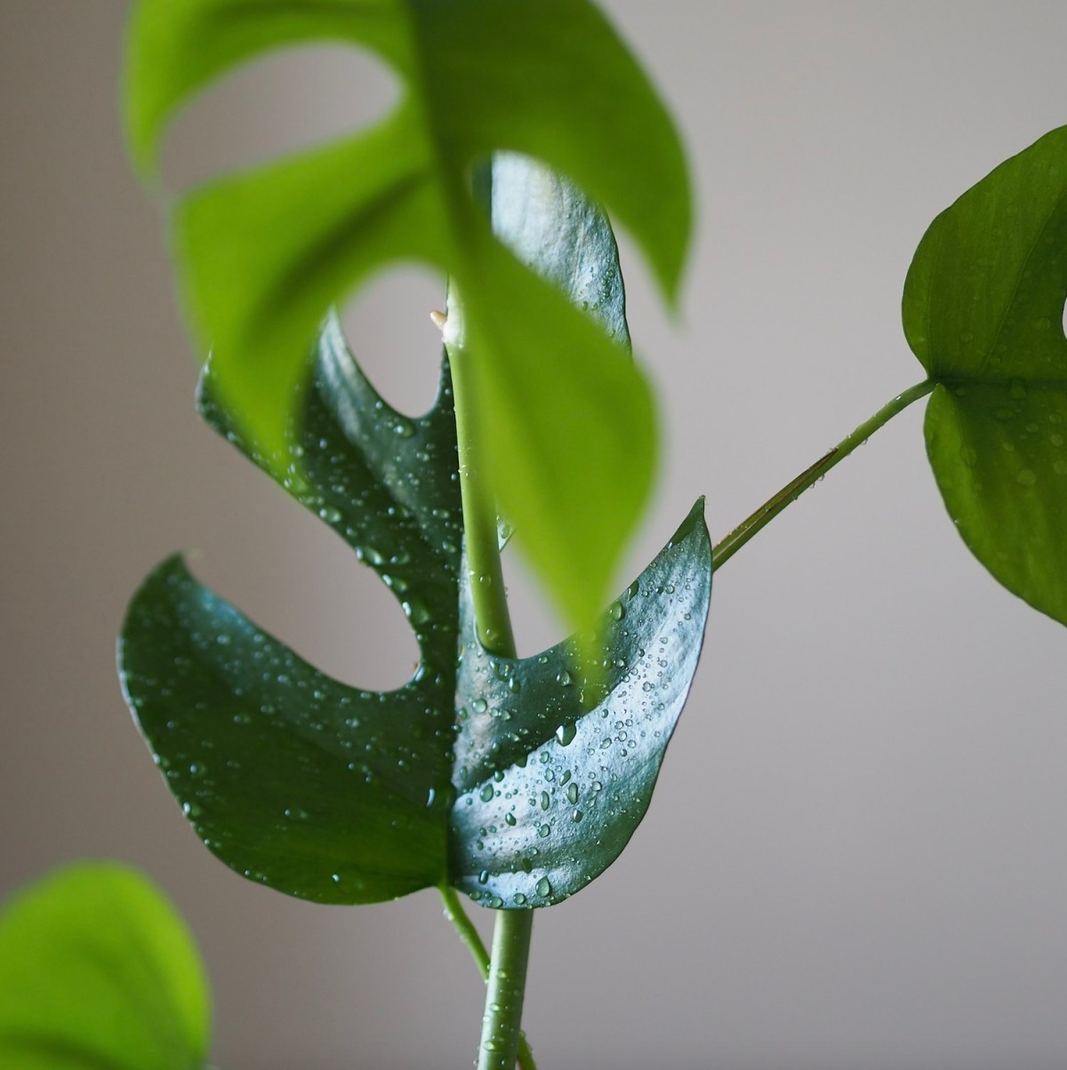 Rhaphidophora tetrasperma Care Guide – HOUSE PLANT HOUSE