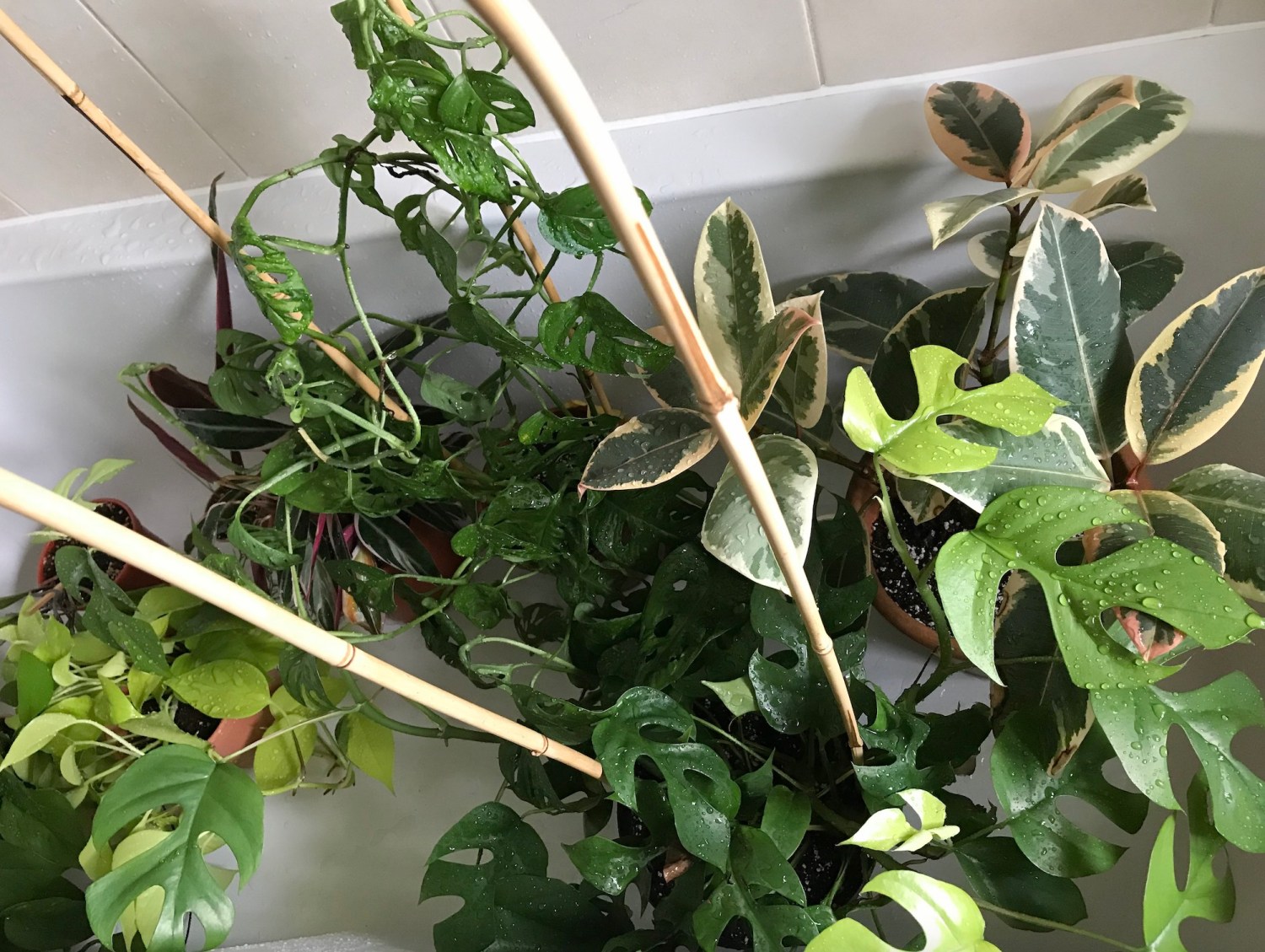Rhaphidophora tetrasperma Care Guide – HOUSE PLANT HOUSE