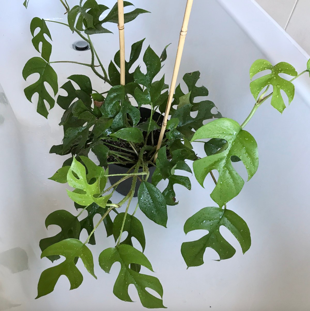 Rhaphidophora tetrasperma Care Guide – HOUSE PLANT HOUSE