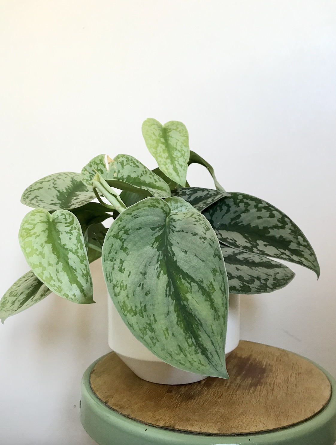 My Scindapsus collection + propagation experiments – HOUSE PLANT HOUSE