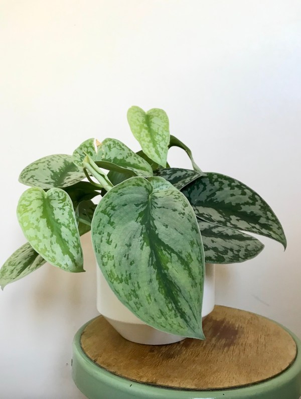 My Scindapsus collection + propagation experiments – HOUSE PLANT HOUSE