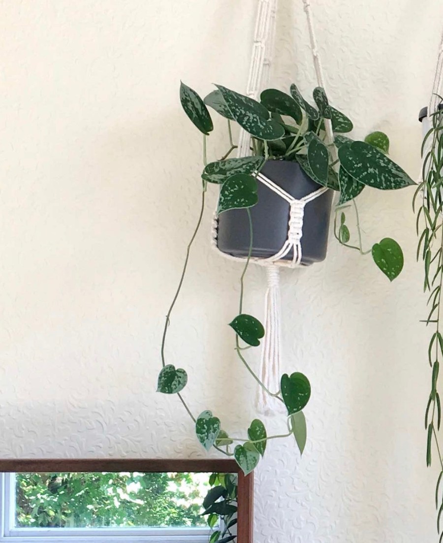 My Scindapsus collection + propagation experiments – HOUSE PLANT HOUSE