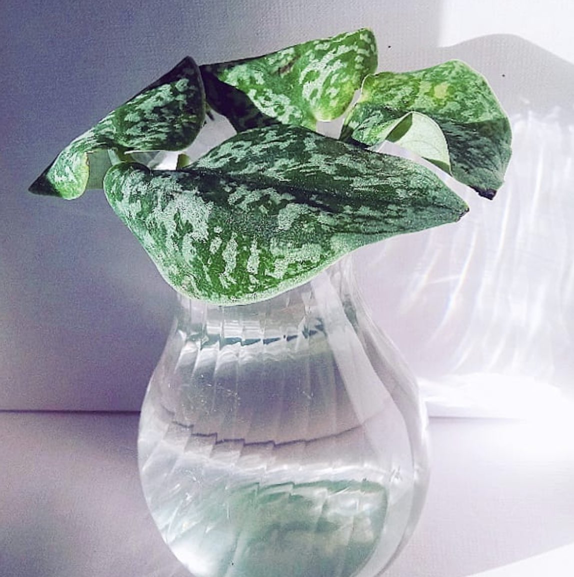 My Scindapsus collection + propagation experiments – HOUSE PLANT HOUSE