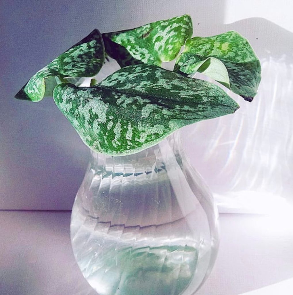 My Scindapsus collection + propagation experiments – HOUSE PLANT HOUSE
