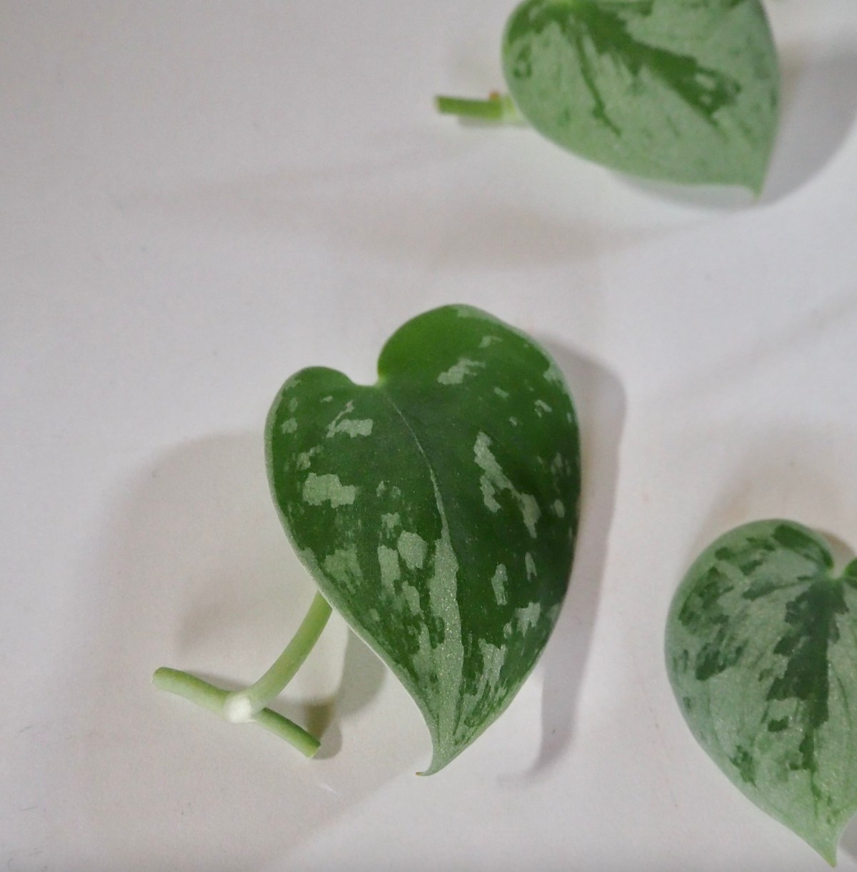 My Scindapsus collection + propagation experiments – HOUSE PLANT HOUSE