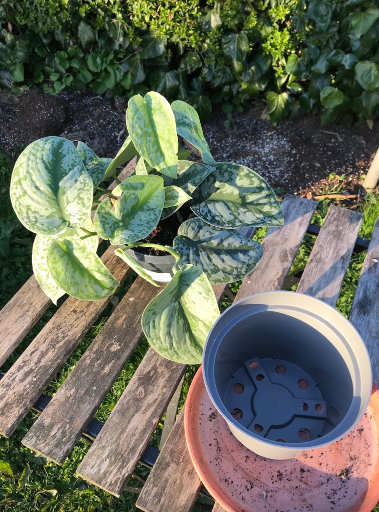 My Scindapsus collection + propagation experiments – HOUSE PLANT HOUSE