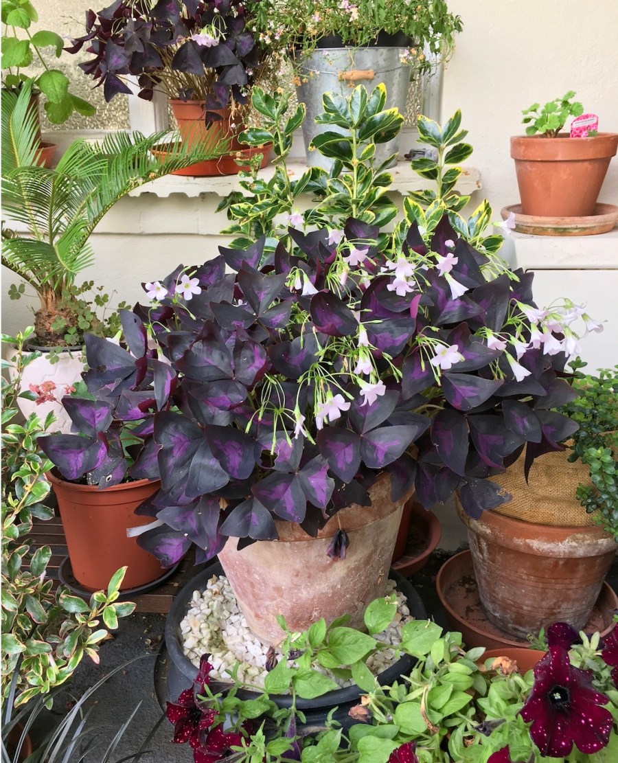 Oxalis triangularis Q + A – HOUSE PLANT HOUSE