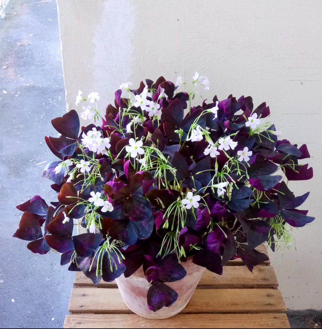 Heirloom Houseplants Part 2: Celebrating my oldest plants - HOUSEPLANTHOUSE
