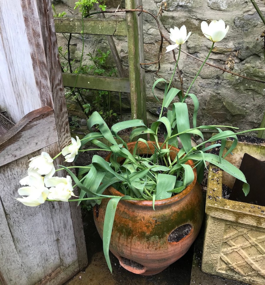 Planting inspiration for small space gardening — Part 1: Pots ...