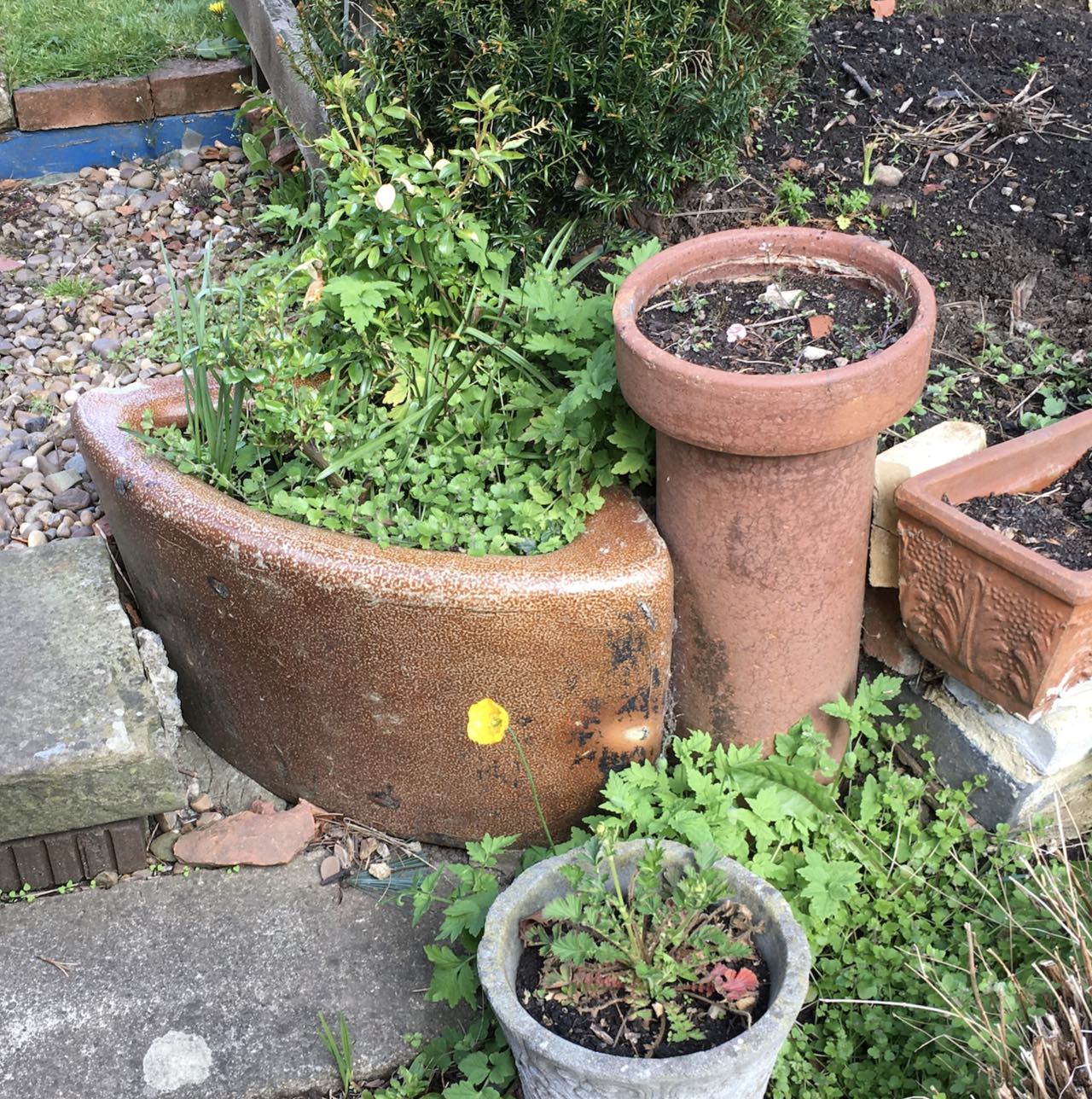 Planting inspiration for small space gardening — Part 1: Pots ...