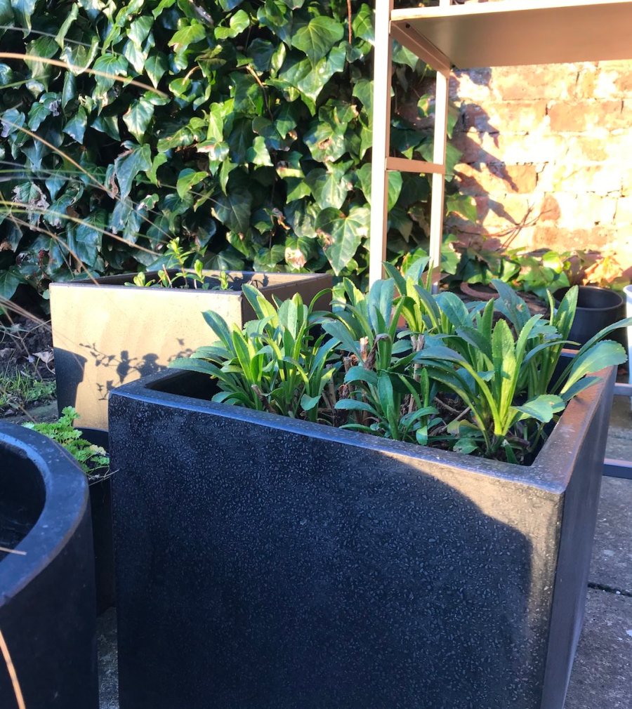 Planting inspiration for small space gardening — Part 1: Pots ...