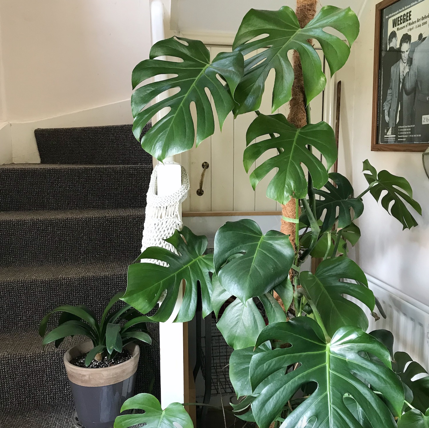 The BIG Monstera re-pot: repotting my 3 Monstera plants - HOUSEPLANTHOUSE