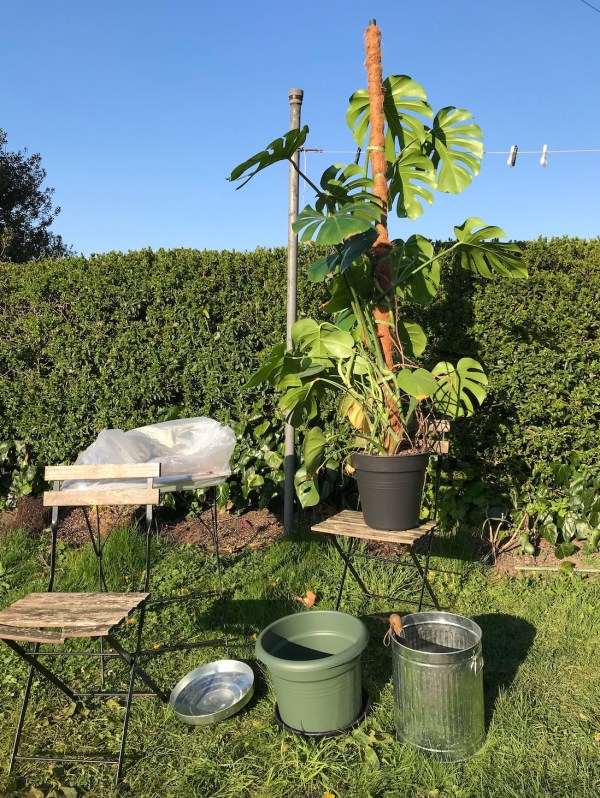 The BIG Monstera re-pot: repotting my 3 Monstera plants – HOUSE PLANT HOUSE
