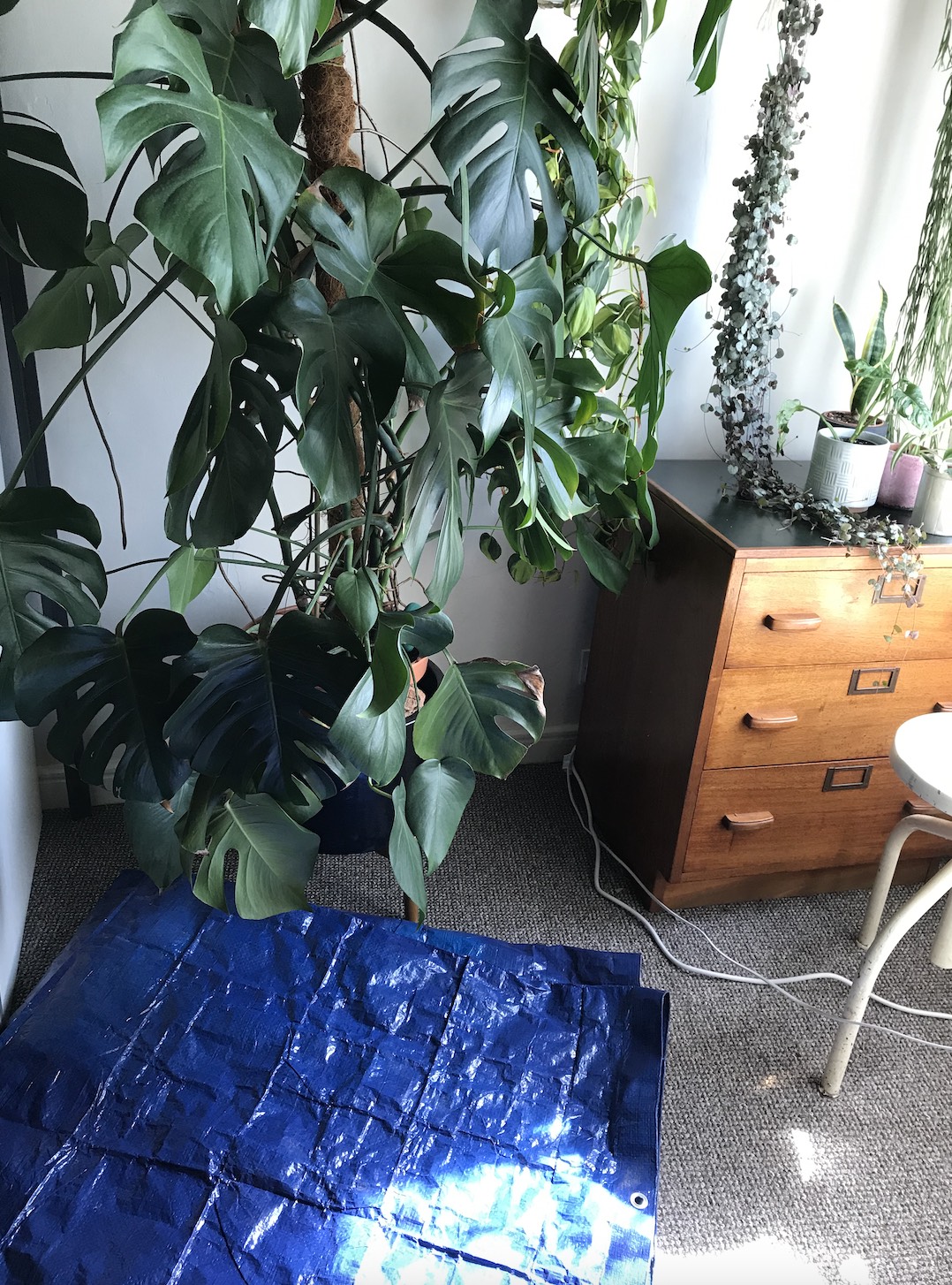 The BIG Monstera re-pot: repotting my 3 Monstera plants – HOUSE PLANT HOUSE