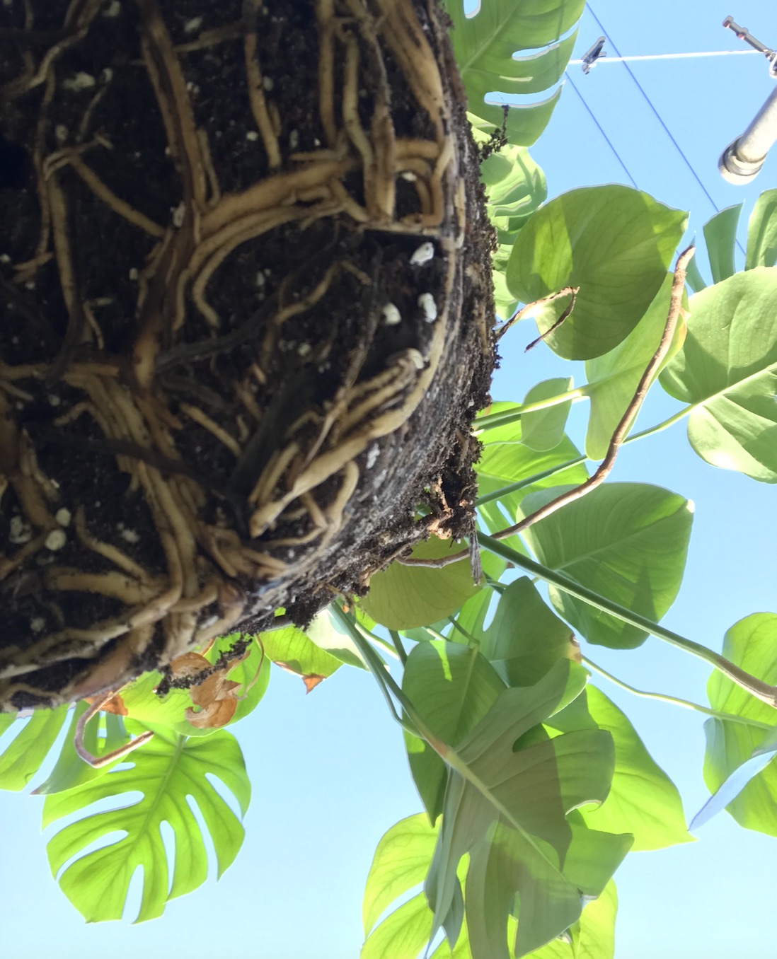 The BIG Monstera re-pot: repotting my 3 Monstera plants – HOUSE PLANT HOUSE