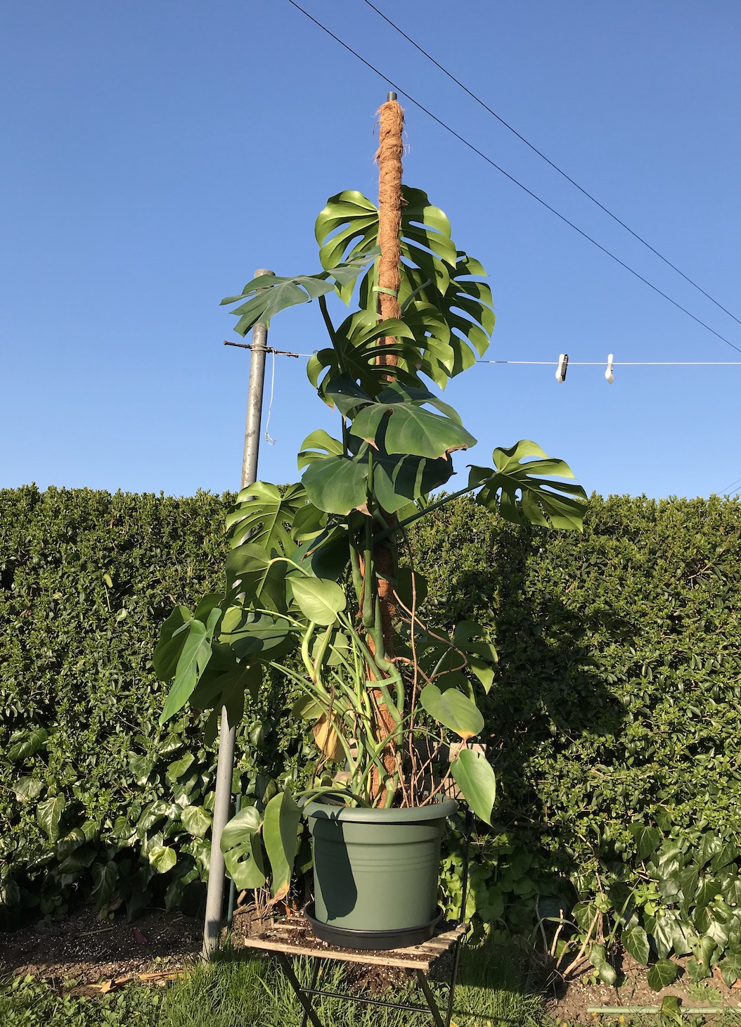 The BIG Monstera re-pot: repotting my 3 Monstera plants – HOUSE PLANT HOUSE