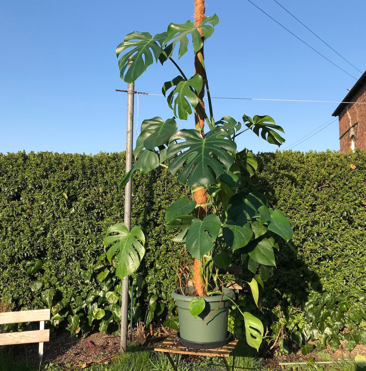 The BIG Monstera re-pot: repotting my 3 Monstera plants – HOUSE PLANT HOUSE