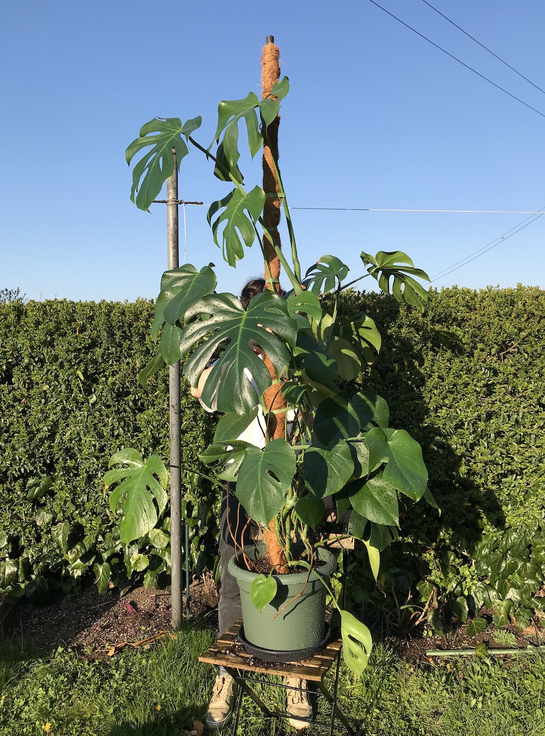 The BIG Monstera re-pot: repotting my 3 Monstera plants – HOUSE PLANT HOUSE