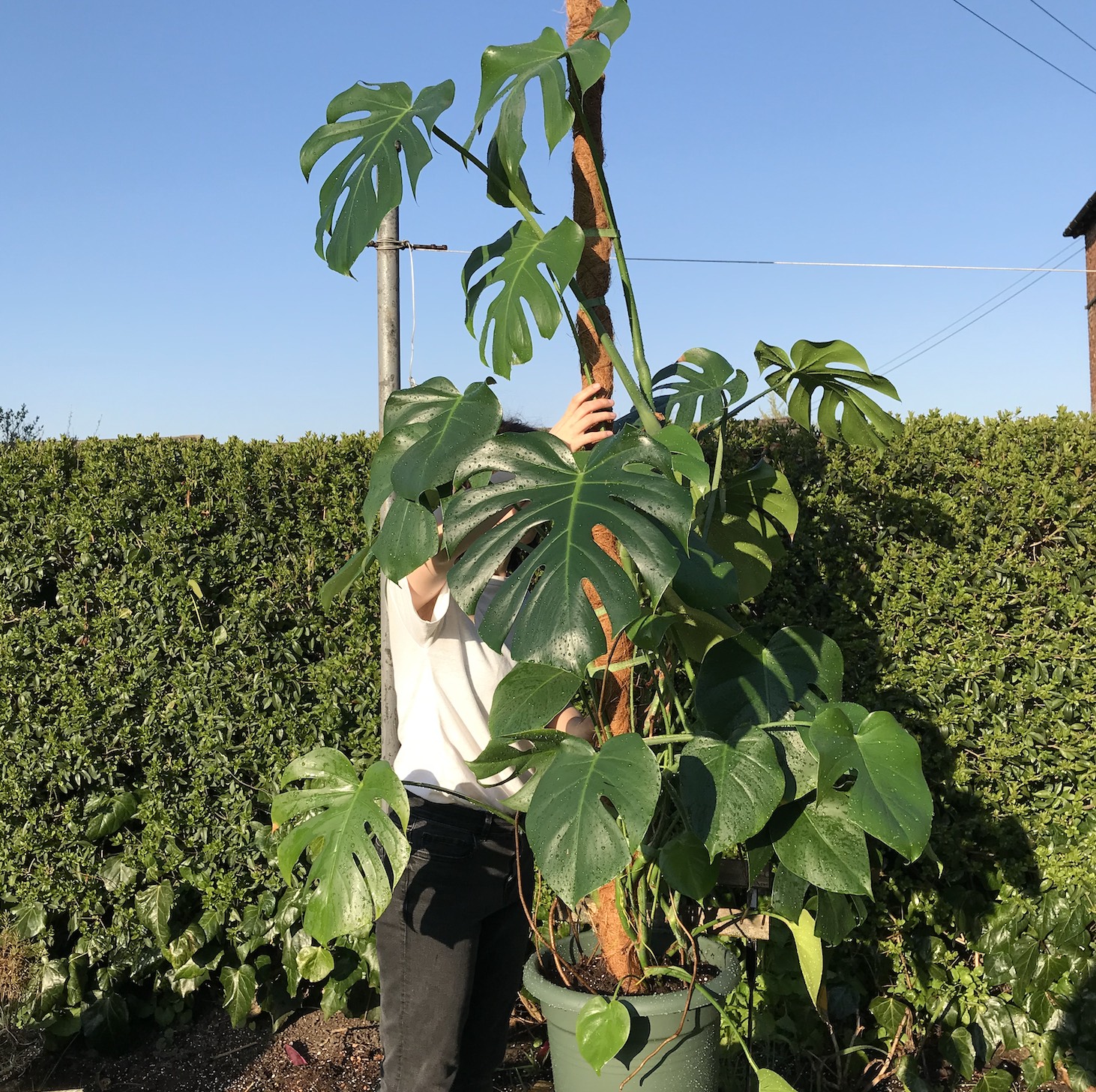 The BIG Monstera re-pot: repotting my 3 Monstera plants – HOUSE PLANT HOUSE