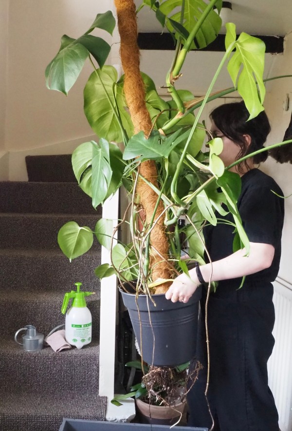The BIG Monstera re-pot: repotting my 3 Monstera plants – HOUSE PLANT HOUSE
