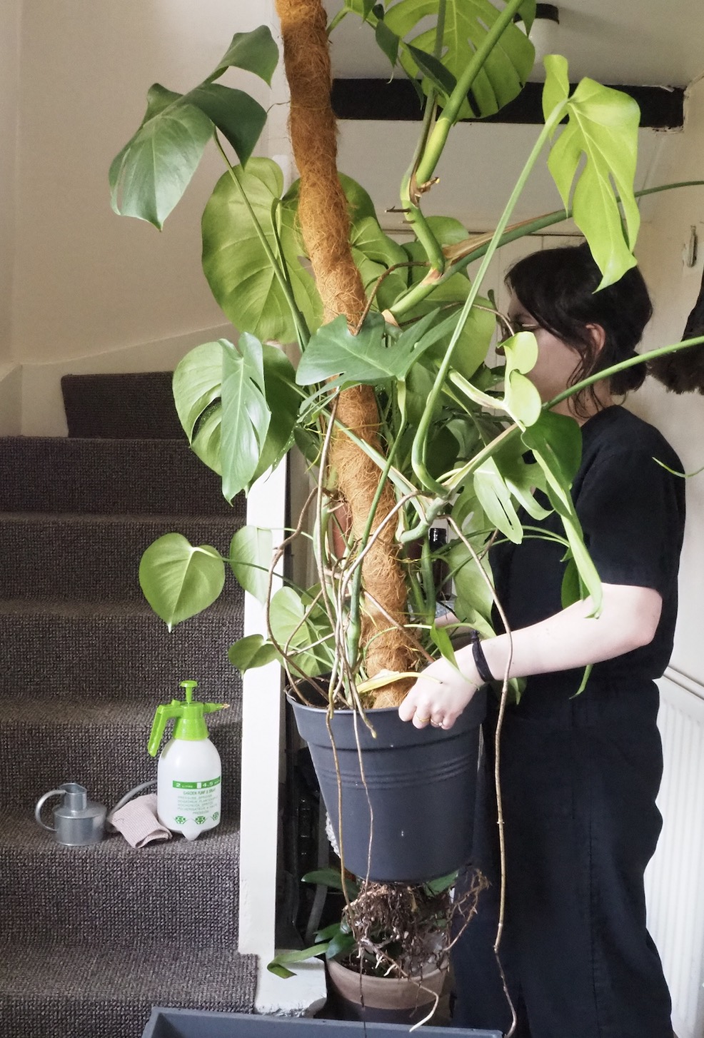The BIG Monstera re-pot: repotting my 3 Monstera plants – HOUSE PLANT HOUSE