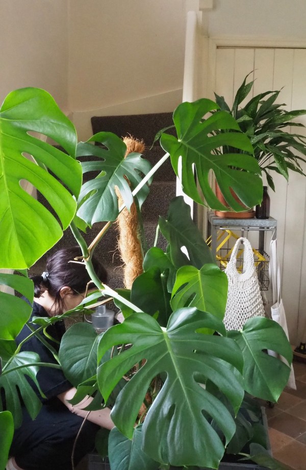 The BIG Monstera re-pot: repotting my 3 Monstera plants – HOUSE PLANT HOUSE