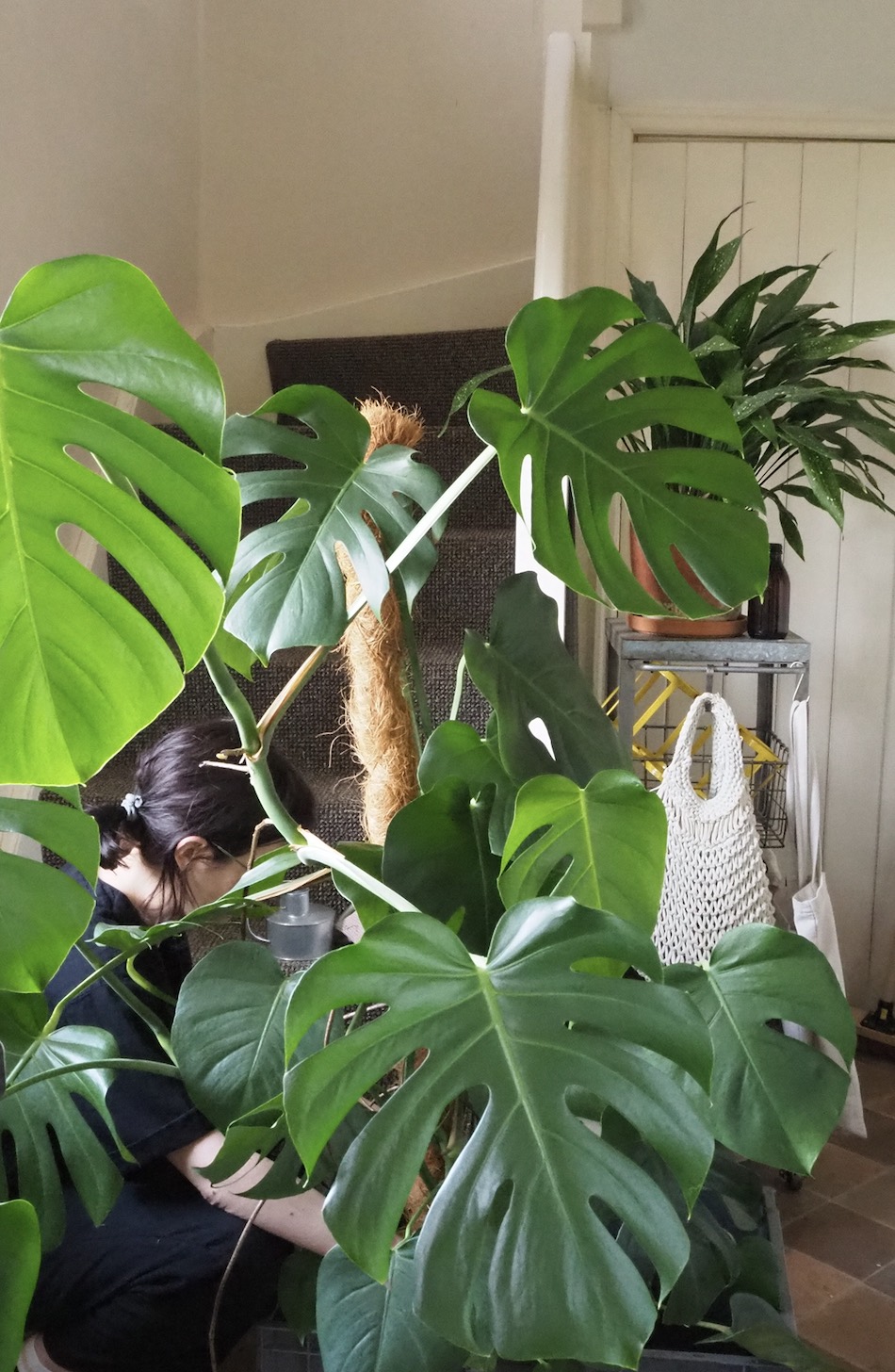 The BIG Monstera re-pot: repotting my 3 Monstera plants – HOUSE PLANT HOUSE