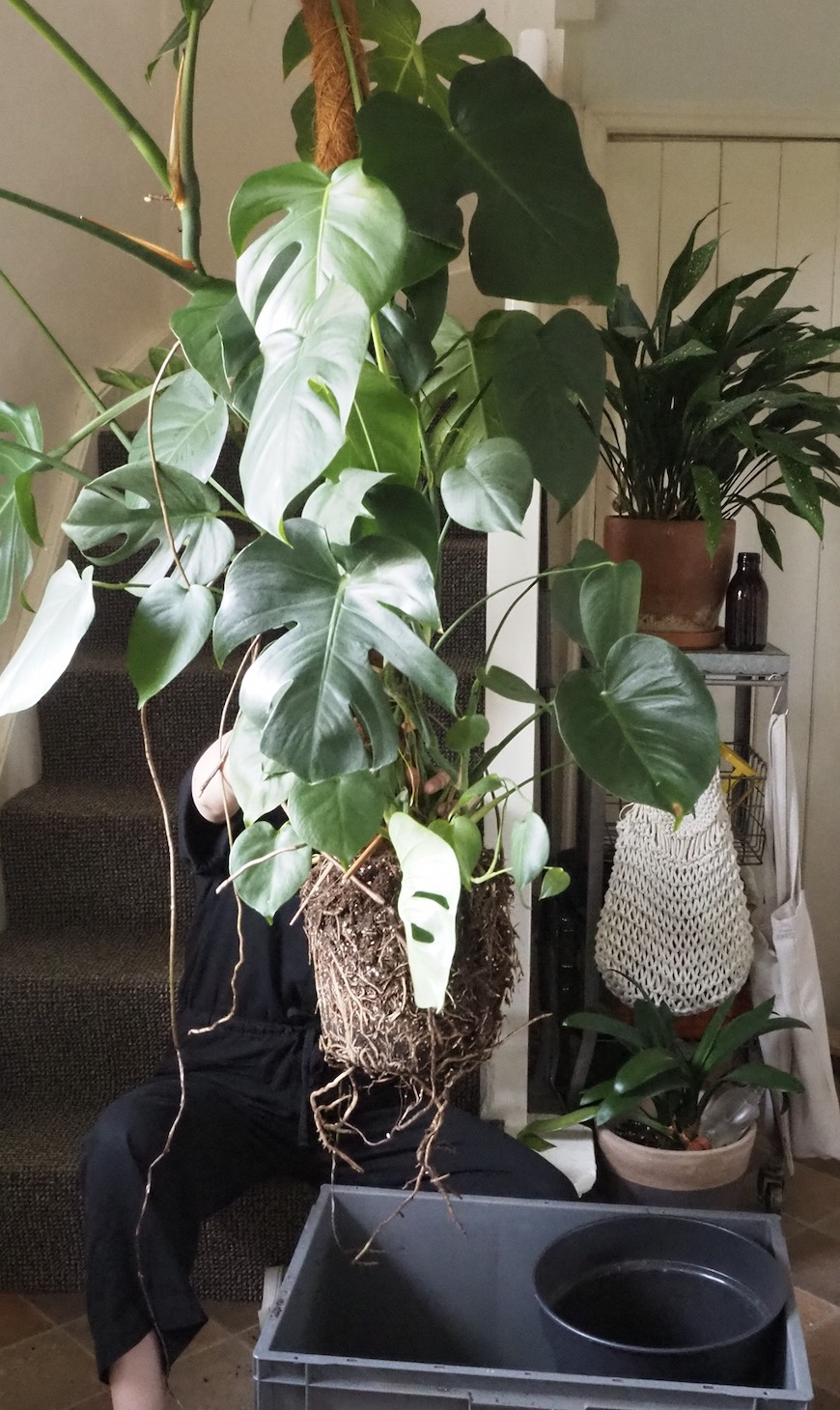 The BIG Monstera re-pot: repotting my 3 Monstera plants – HOUSE PLANT HOUSE