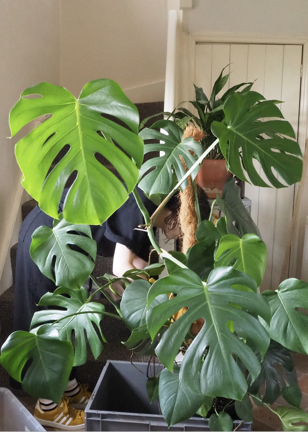 The BIG Monstera re-pot: repotting my 3 Monstera plants – HOUSE PLANT HOUSE