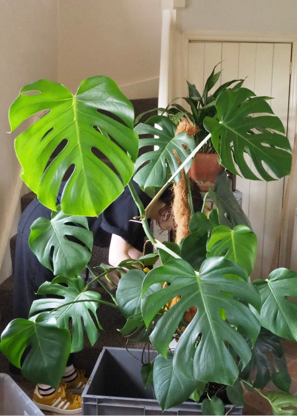 The BIG Monstera re-pot: repotting my 3 Monstera plants – HOUSE PLANT HOUSE