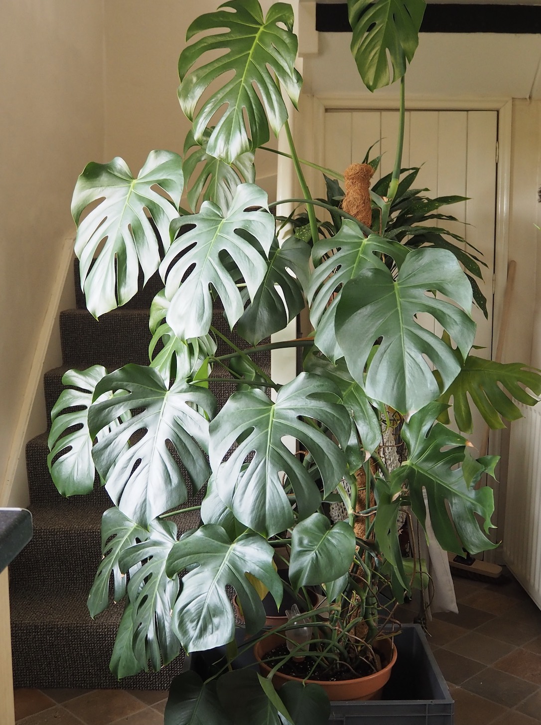 The BIG Monstera re-pot: repotting my 3 Monstera plants – HOUSE PLANT HOUSE