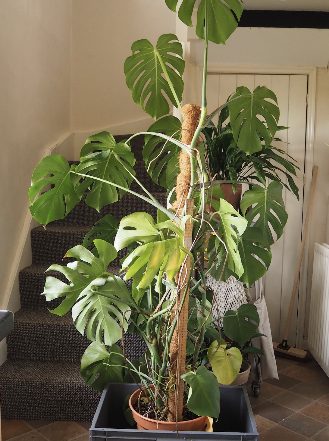 The BIG Monstera re-pot: repotting my 3 Monstera plants – HOUSE PLANT HOUSE