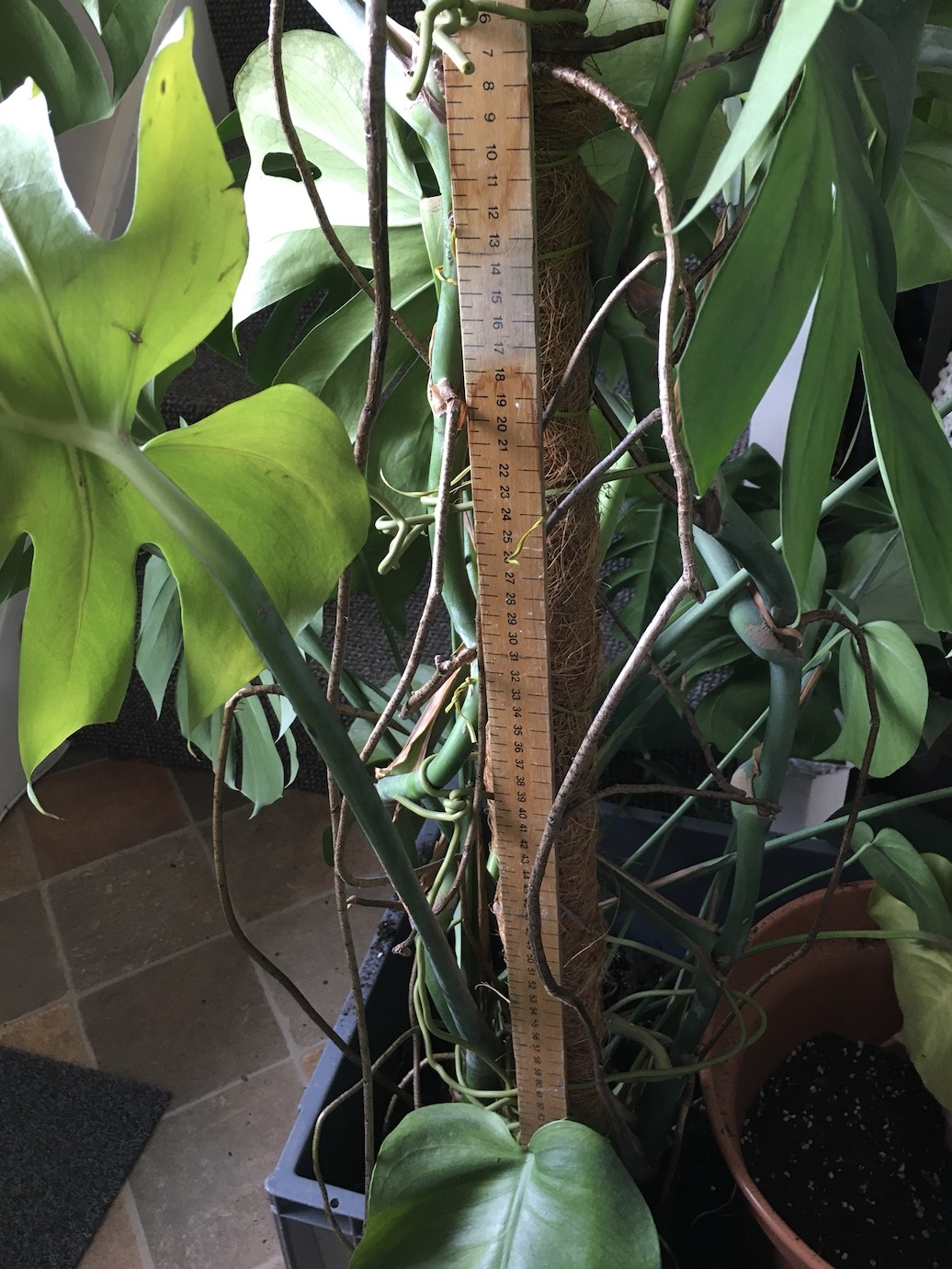 The BIG Monstera re-pot: repotting my 3 Monstera plants – HOUSE PLANT HOUSE
