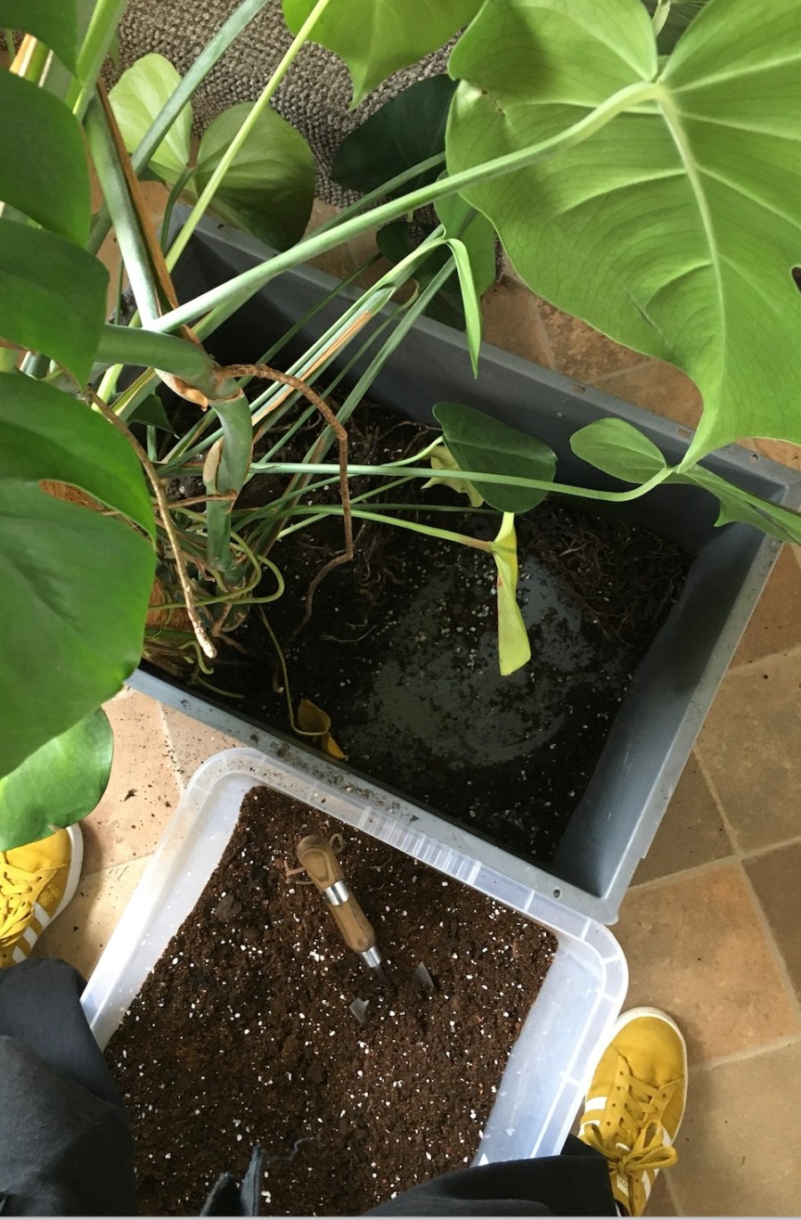 The BIG Monstera re-pot: repotting my 3 Monstera plants – HOUSE PLANT HOUSE