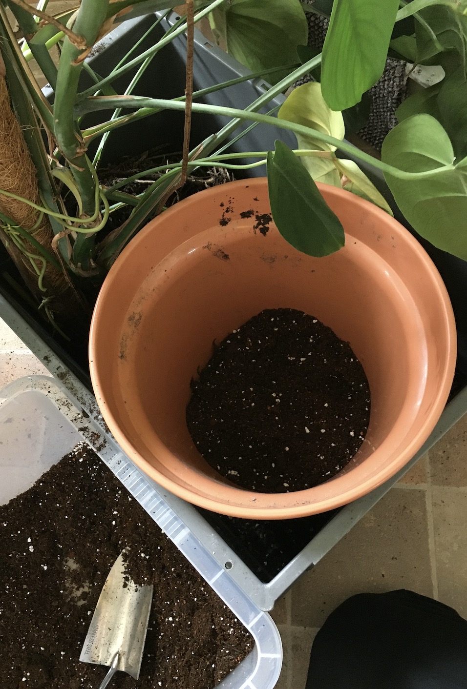 The BIG Monstera re-pot: repotting my 3 Monstera plants – HOUSE PLANT HOUSE