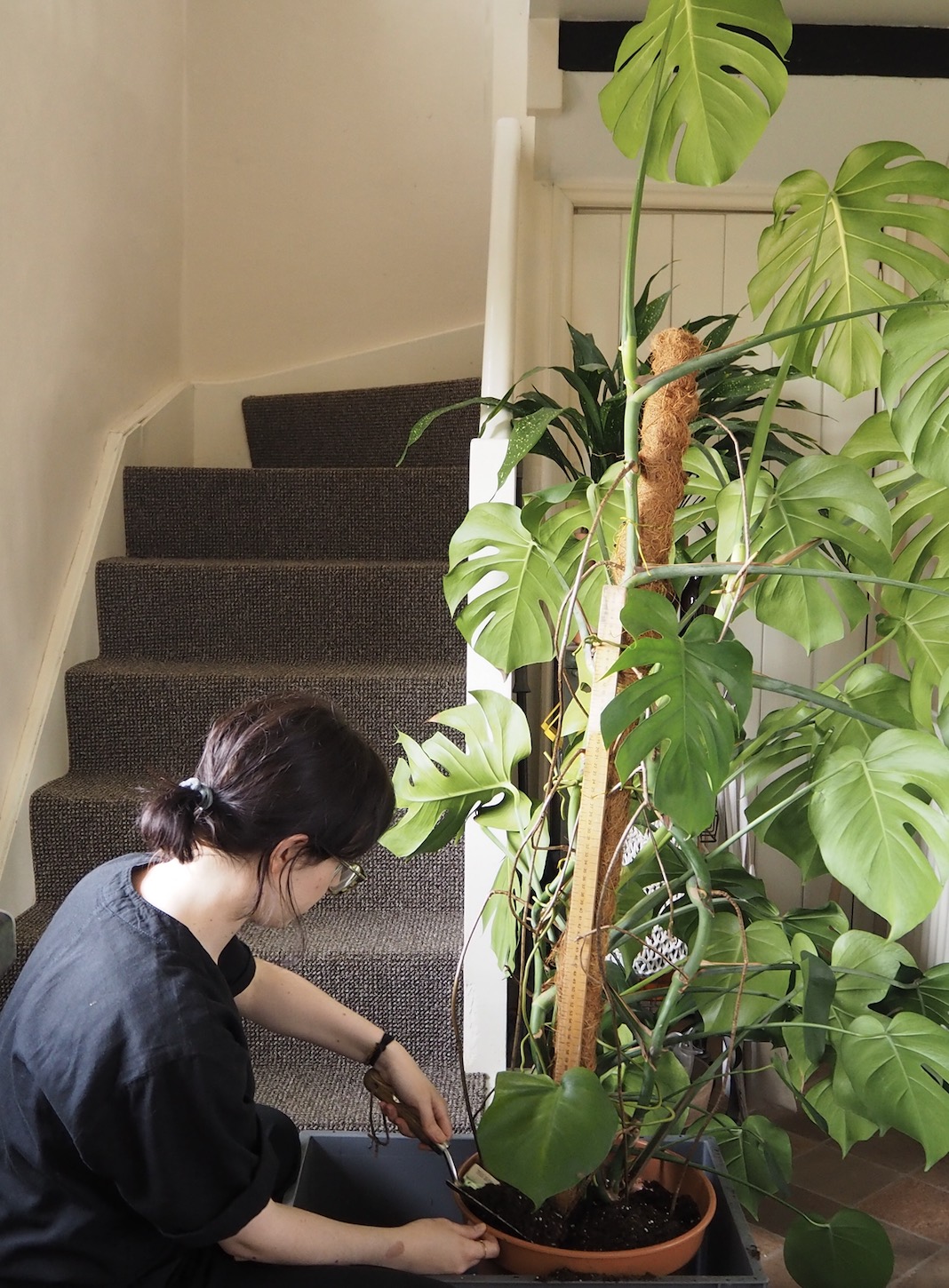 The BIG Monstera re-pot: repotting my 3 Monstera plants – HOUSE PLANT HOUSE