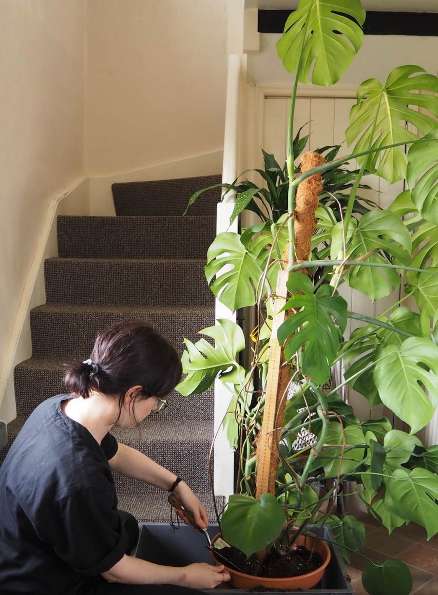 The BIG Monstera re-pot: repotting my 3 Monstera plants – HOUSE PLANT HOUSE