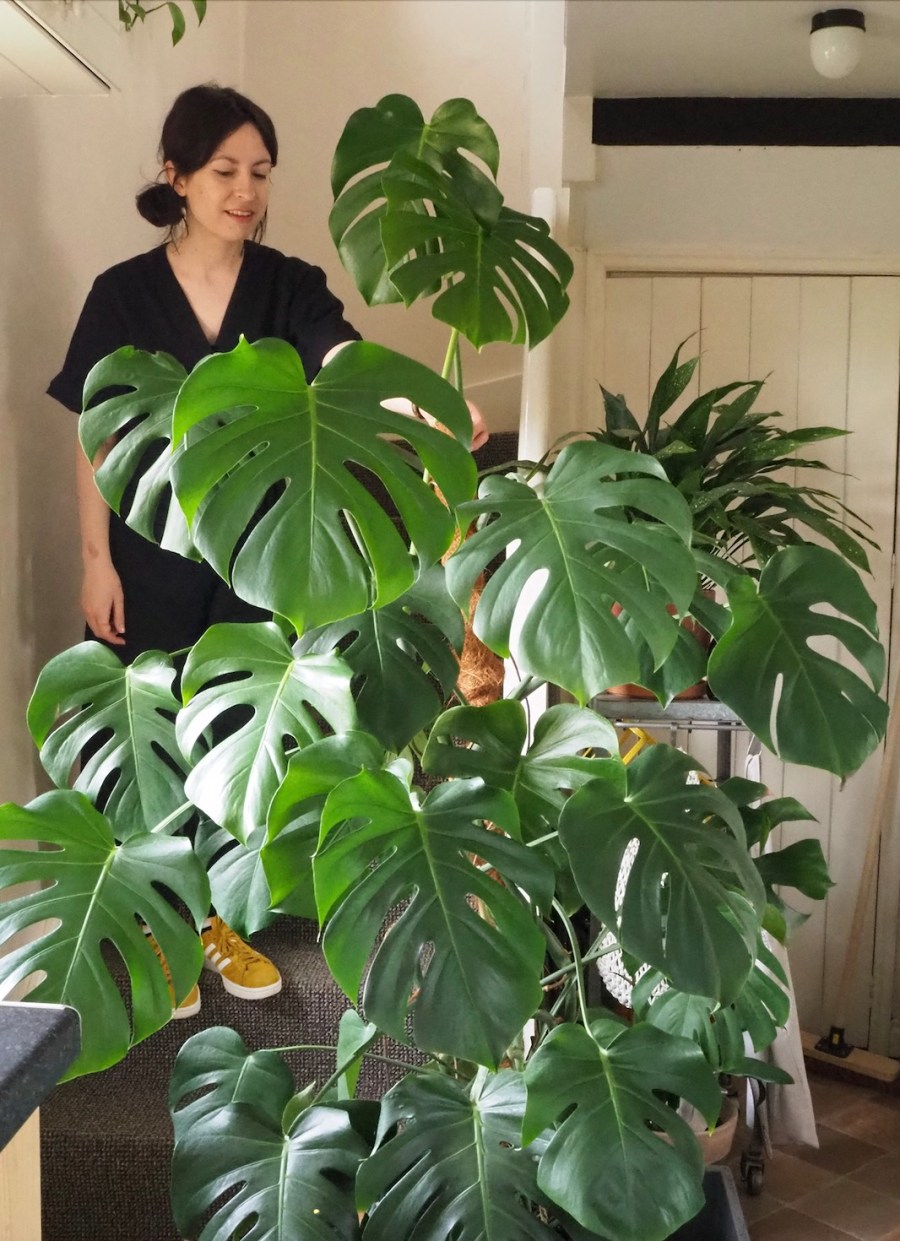 The BIG Monstera re-pot: repotting my 3 Monstera plants – HOUSE PLANT HOUSE