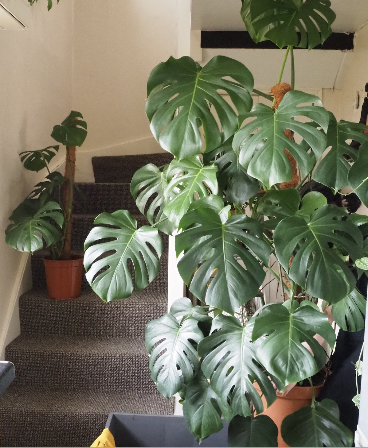 The BIG Monstera re-pot: repotting my 3 Monstera plants – HOUSE PLANT HOUSE